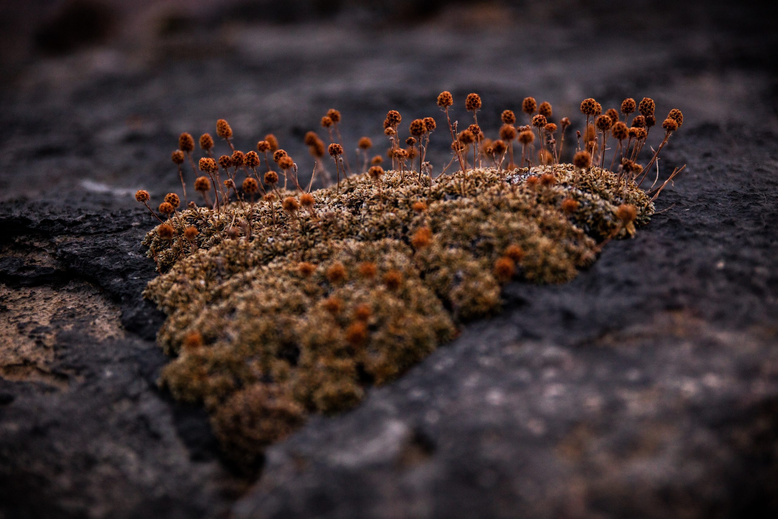 Moisissure intérieure : 7 conseils pour lutter contre la moisissure